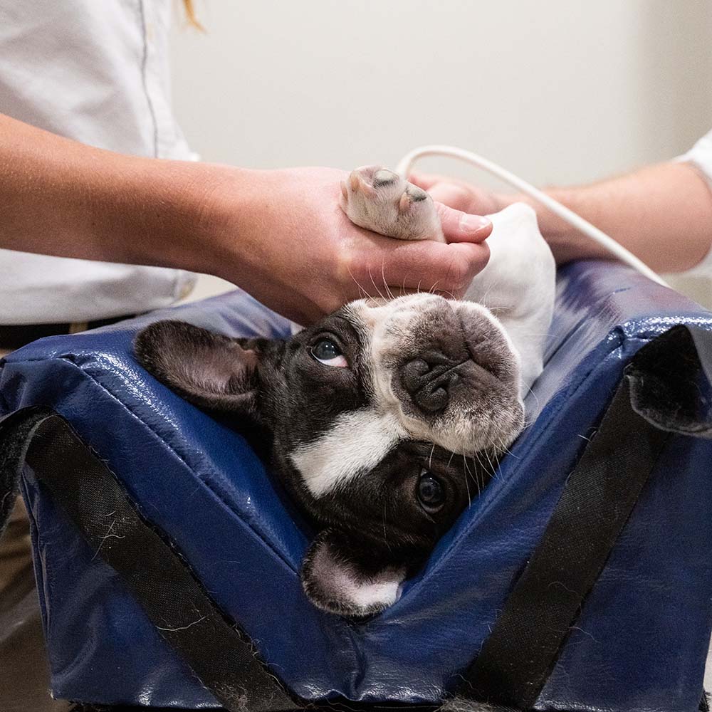 Dog and Cat Cardiology | University Veterinary Hospital