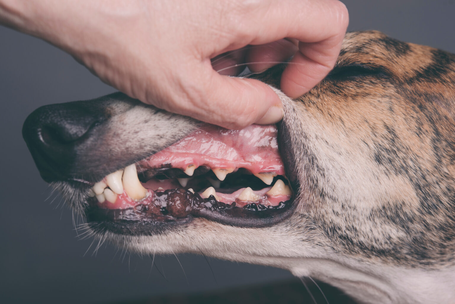Dog Tooth Decay Stages