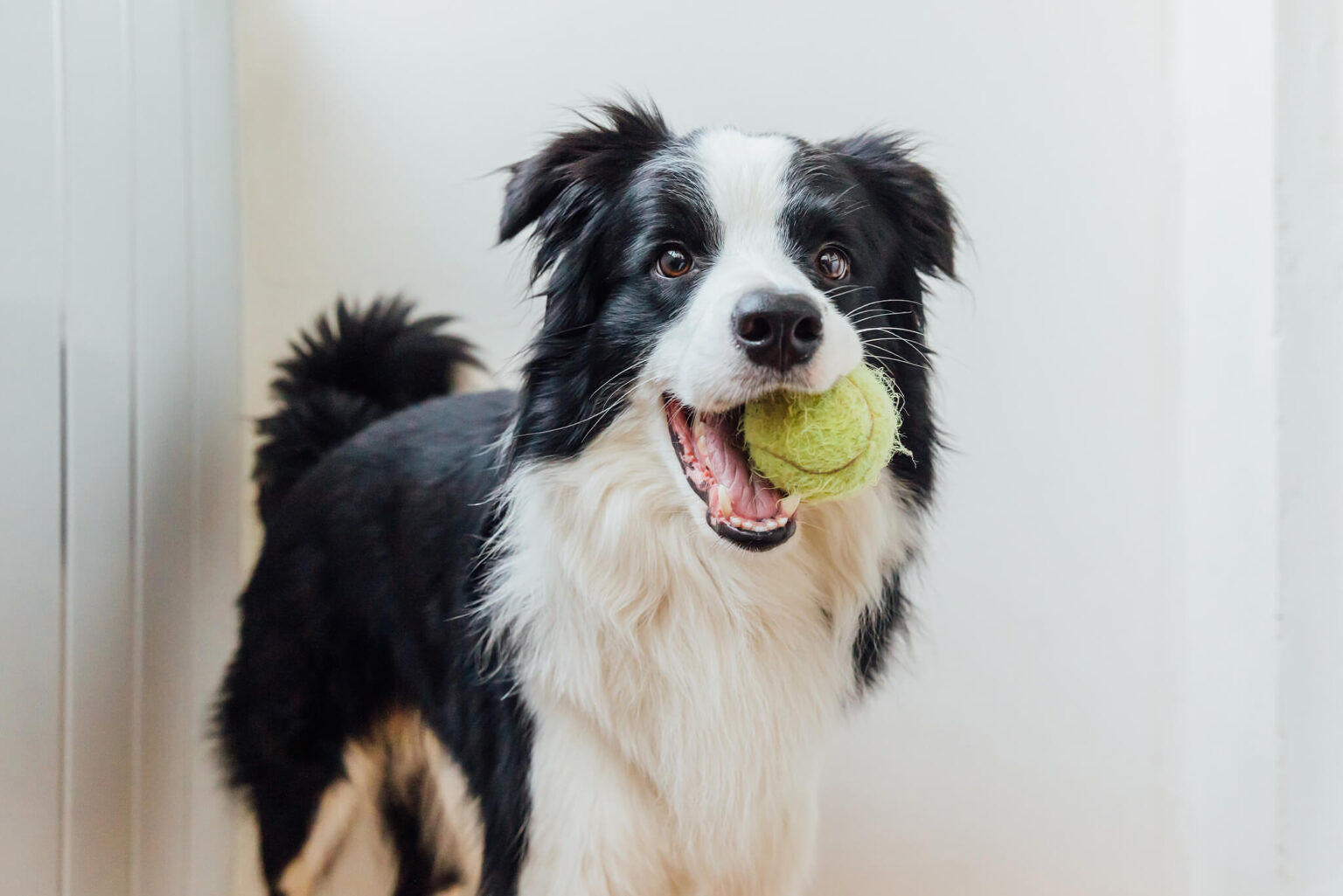 Why Spay and Neuter is Important for Pets | University Veterinary Hospital