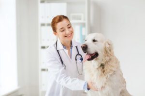 What is Anaplasma in Dogs | University Veterinary Hospital